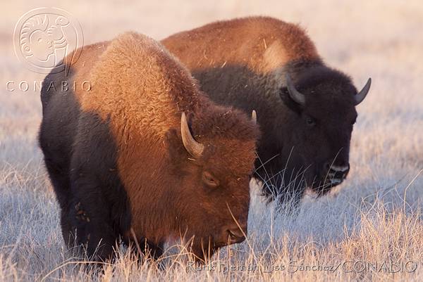 Bisonte - Bison